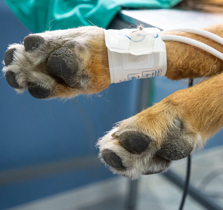 Veterinary Intensive Care Unit | Vet in Swansea | Bay State Veterinary ...