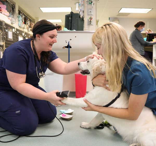 Careers | Vet in Swansea | Bay State Veterinary Emergency and Specialty ...