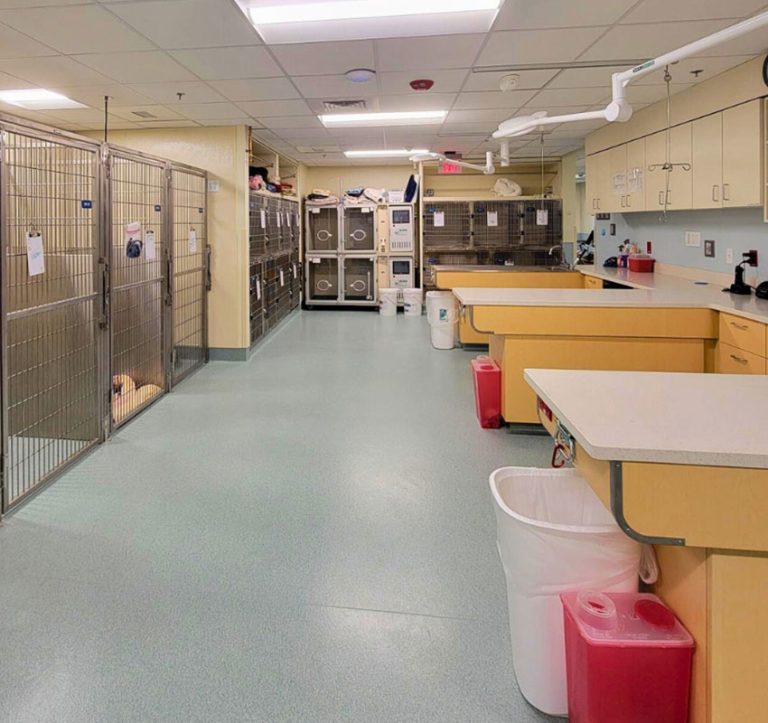 Veterinarian in Swansea | Vet Near You | Bay State Veterinary Emergency ...